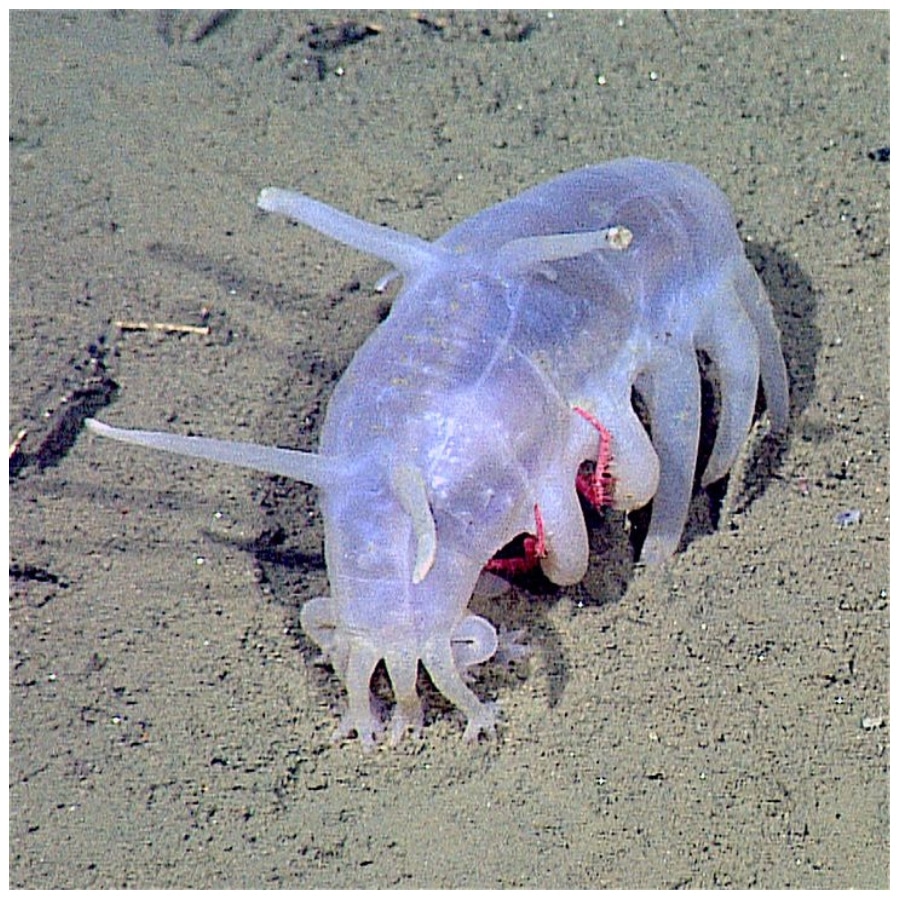 These 50 Impressive Animals Have the Most Bizarre Look on Planet ...