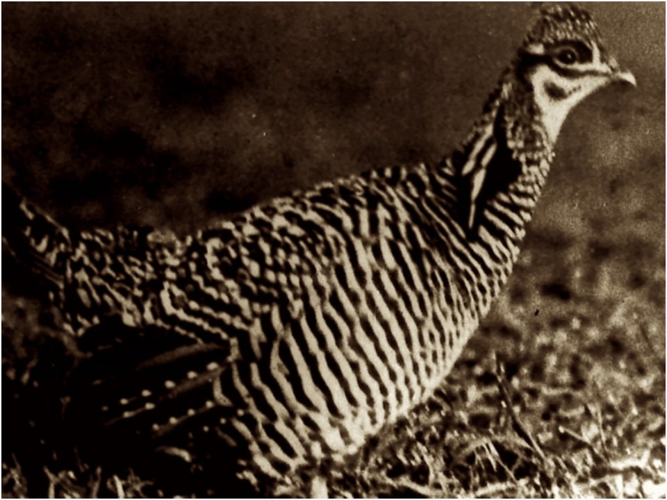 30 Animals That Scientists Want to Bring Back From Extinction ...