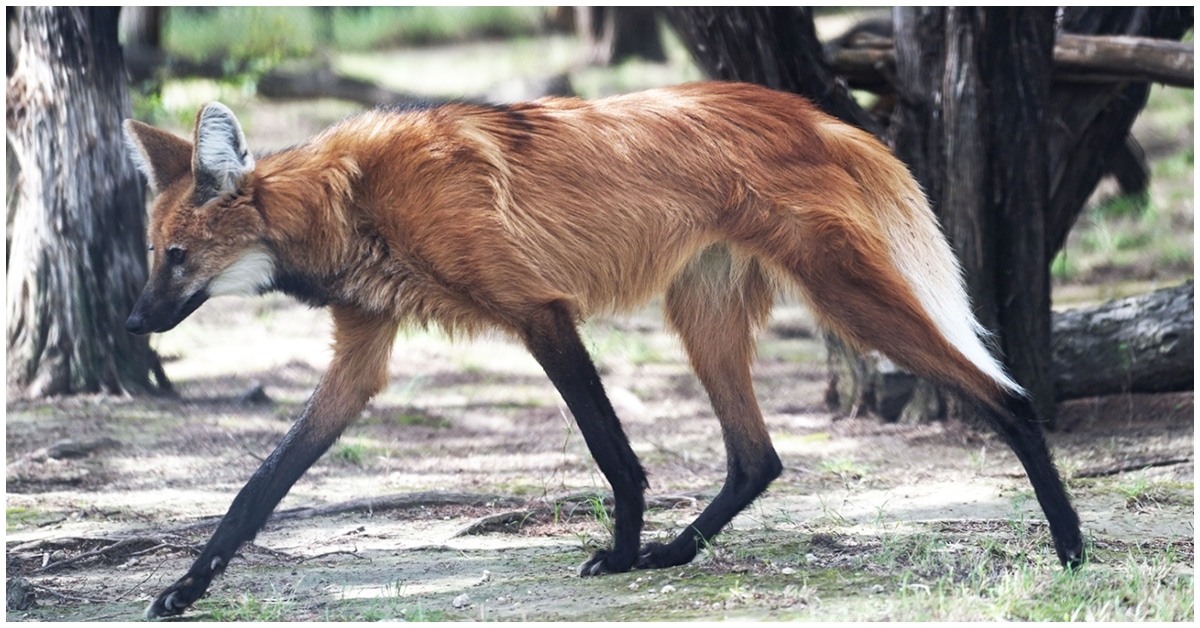 These 50 Impressive Animals Have the Most Bizarre Look on Planet ...