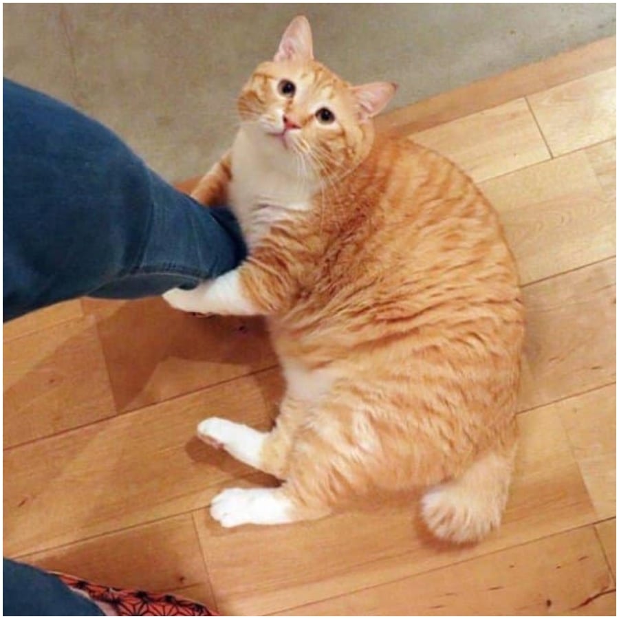 Unleash Your Inner Cat Whisperer: 35+Pro Tips and Hacks for a Happy ...