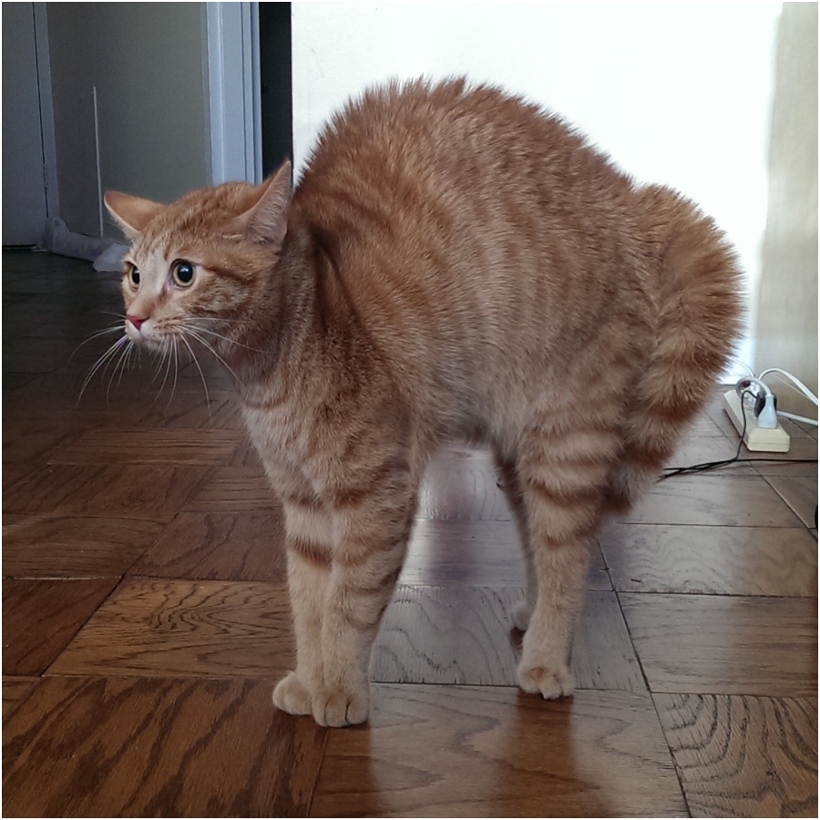 Unleash Your Inner Cat Whisperer: 35+Pro Tips and Hacks for a Happy ...