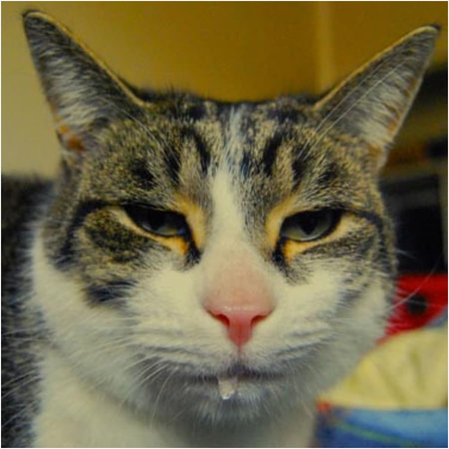 Unleash Your Inner Cat Whisperer: 35+Pro Tips and Hacks for a Happy ...