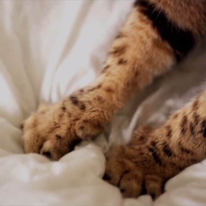 Purr-fect Insights: 30+ Amazing Cat Facts for Feline Fans – avocadoposts