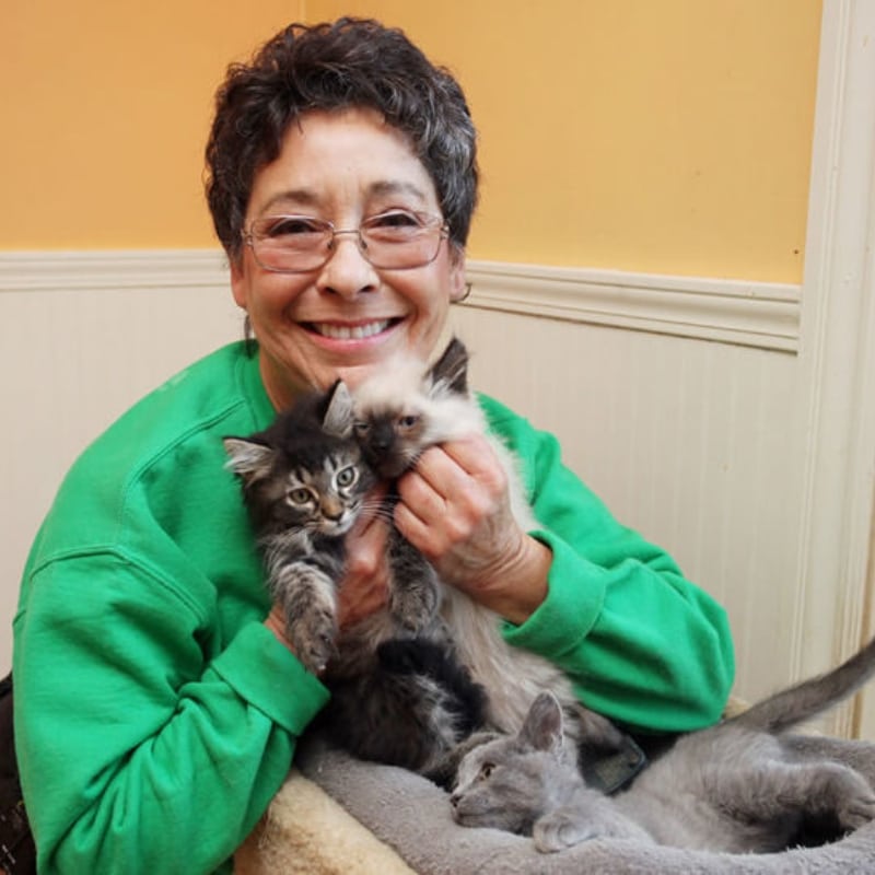 Purr-fect Insights: 30+ Amazing Cat Facts for Feline Fans – avocadoposts