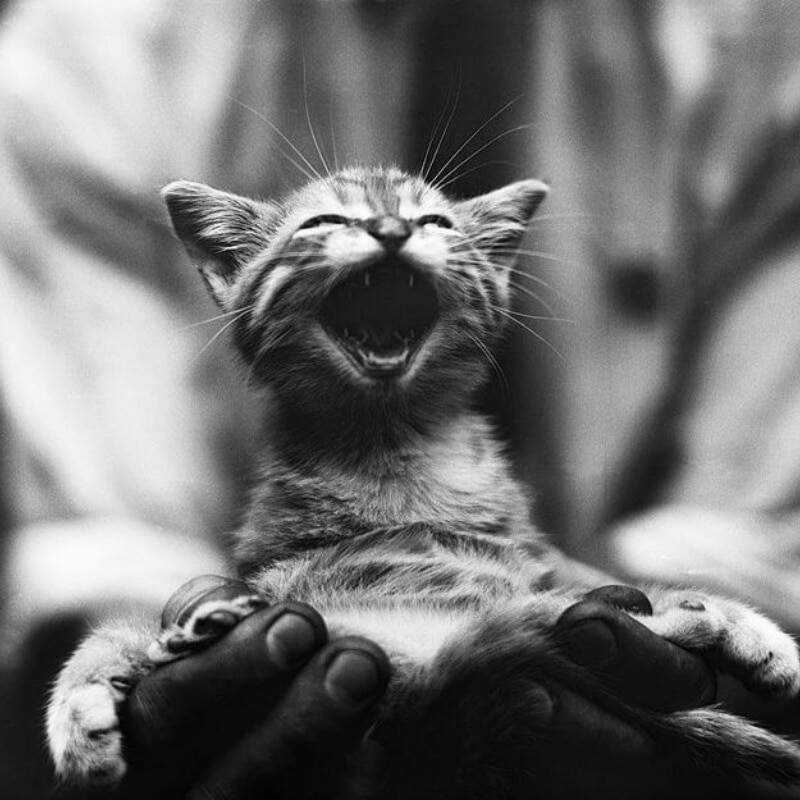 35 Surprising Facts Every Cat Owner Must Know