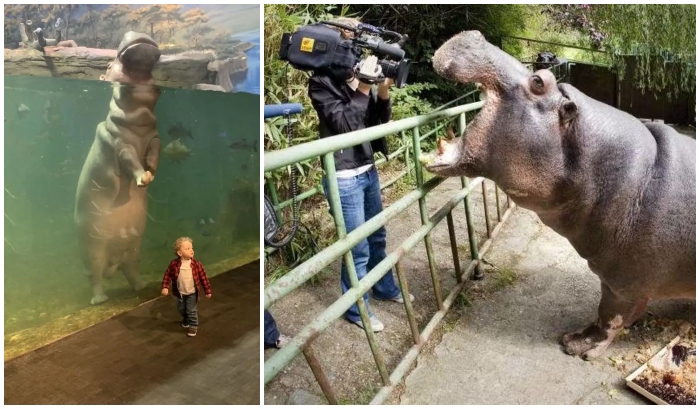 30+ Gigantic Animals You Won't Believe Actually Exist - avocadoposts