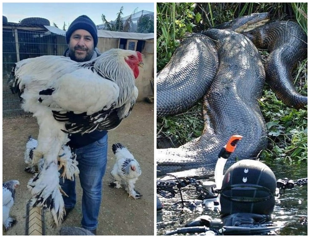 30+ Gigantic Animals You Won’t Believe Actually Exist