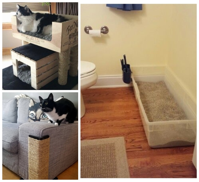 Unleash Your Inner Cat Whisperer: 35+Pro Tips and Hacks for a Happy ...