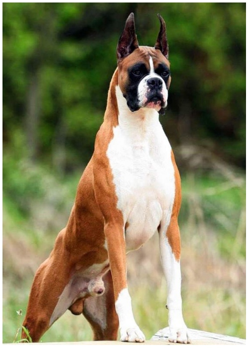 Find Out the Most Compatible Cat and Dog Breed for Your Zodiac Sign ...