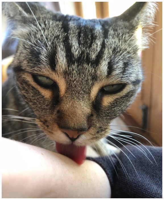 35 Surprising Secrets Your Cats Wished They Could Tell You - The Sport ...